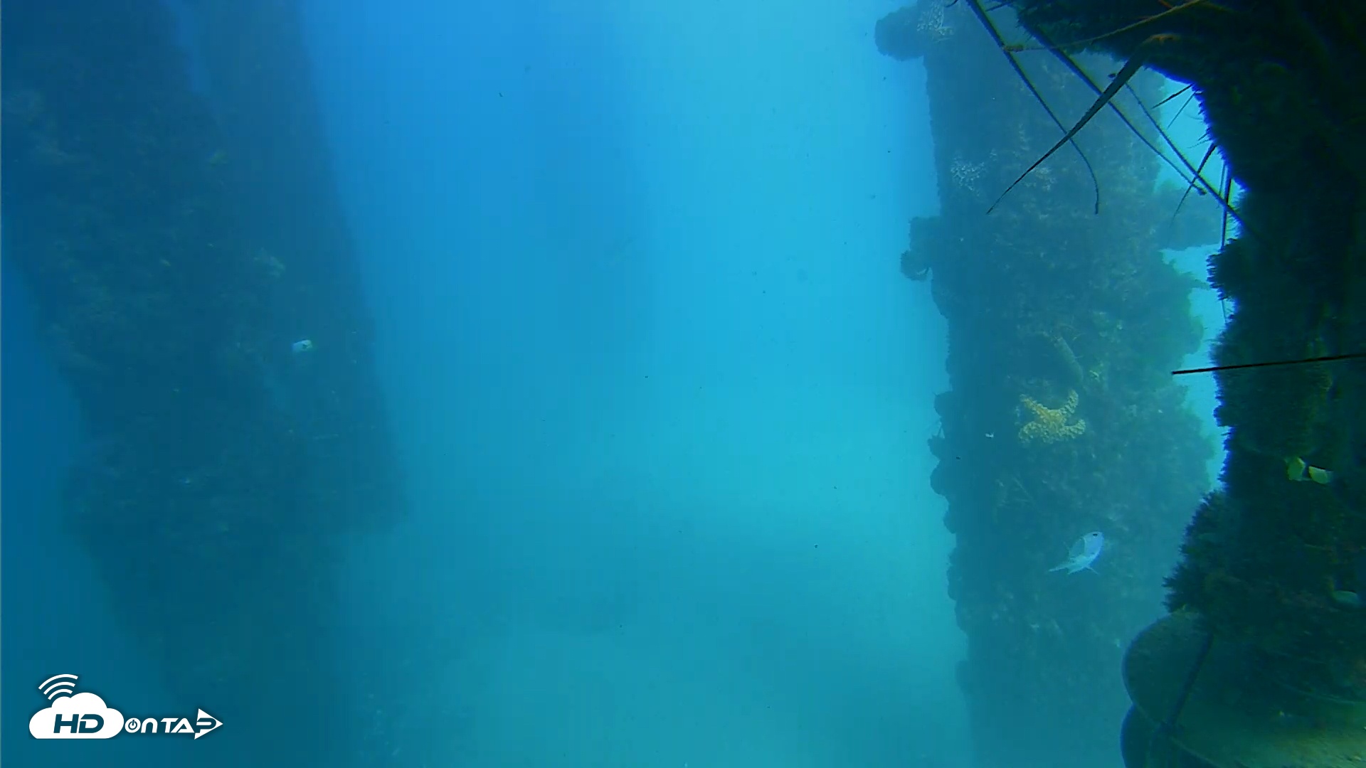 Scripps Pier Underwater Live Webcam (Snapshot image) - HDOnTap