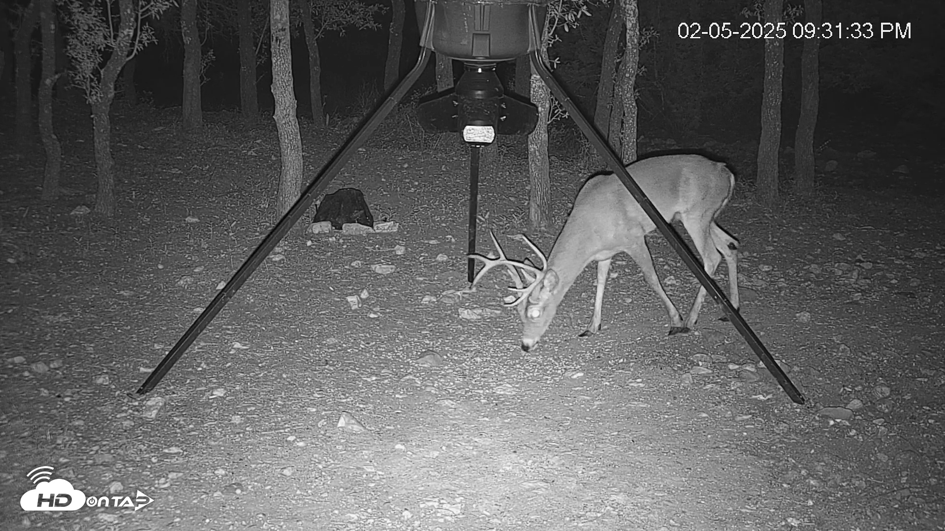 Texas Deer Feeder Live Webcam (Snapshot image) - HDOnTap