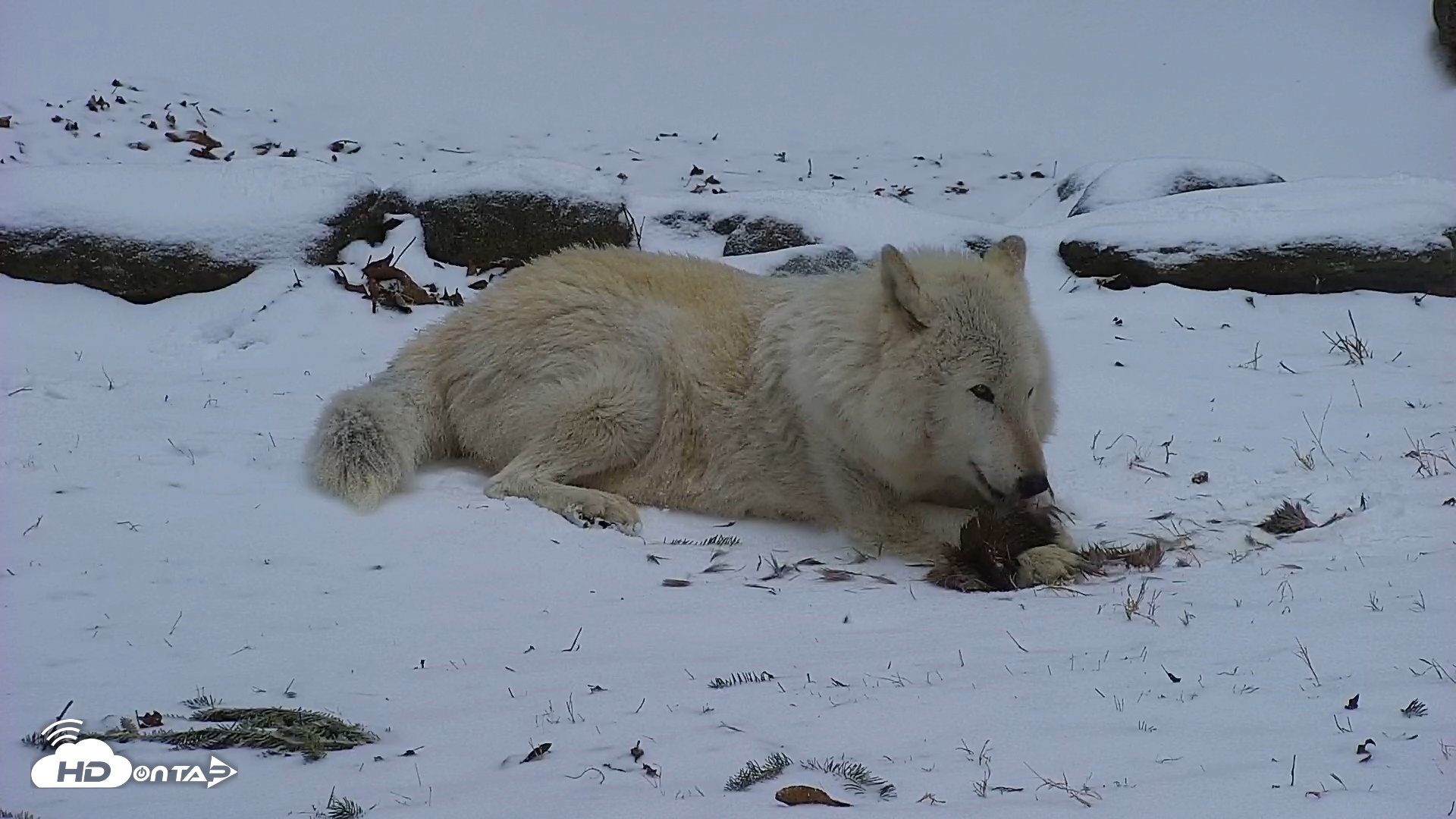 Wolf Center - Ambassador Wolves (Snapshot image) - HDOnTap