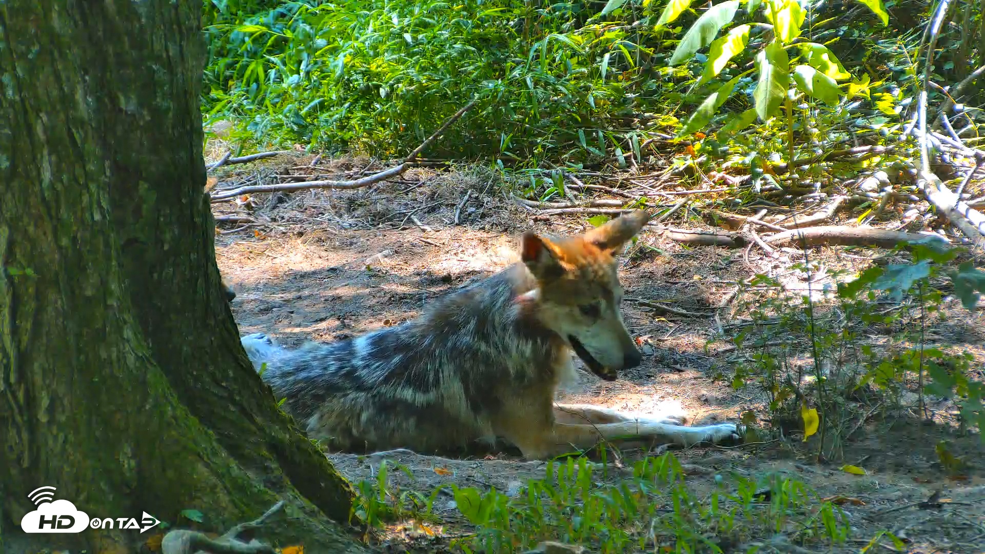 Wolf Center - Exhibit Red Wolves (Snapshot image) - HDOnTap